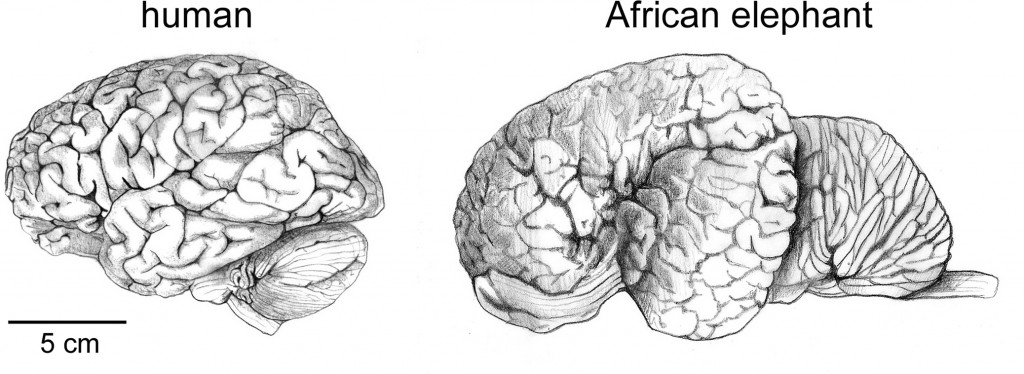 El cerebro humano es el de un primate normal – Tercera Cultura